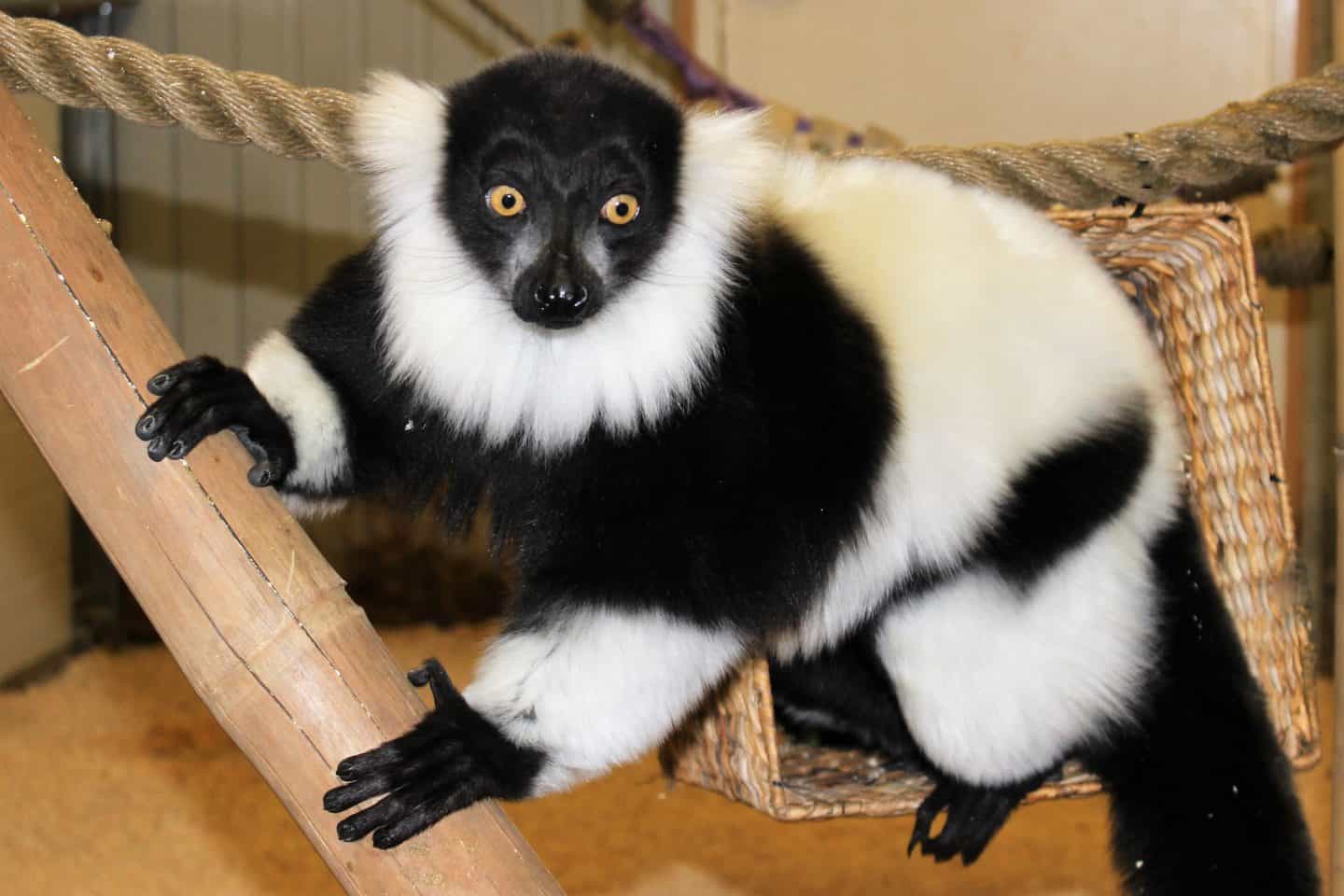 Ny lemurart har flyttat in på Parken Zoo – Parken Zoo