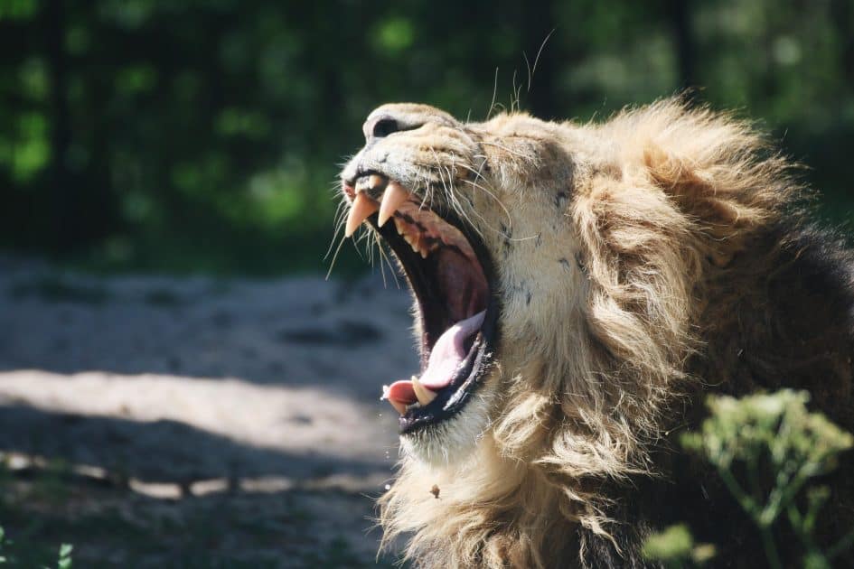 Asiatiskt lejon – Parken Zoo