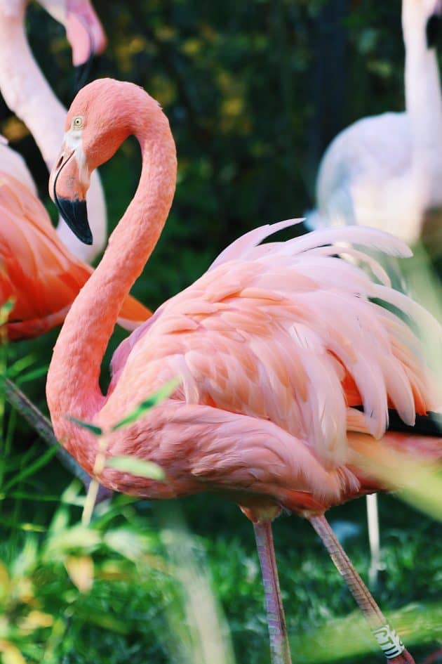 Flamingo – Parken Zoo