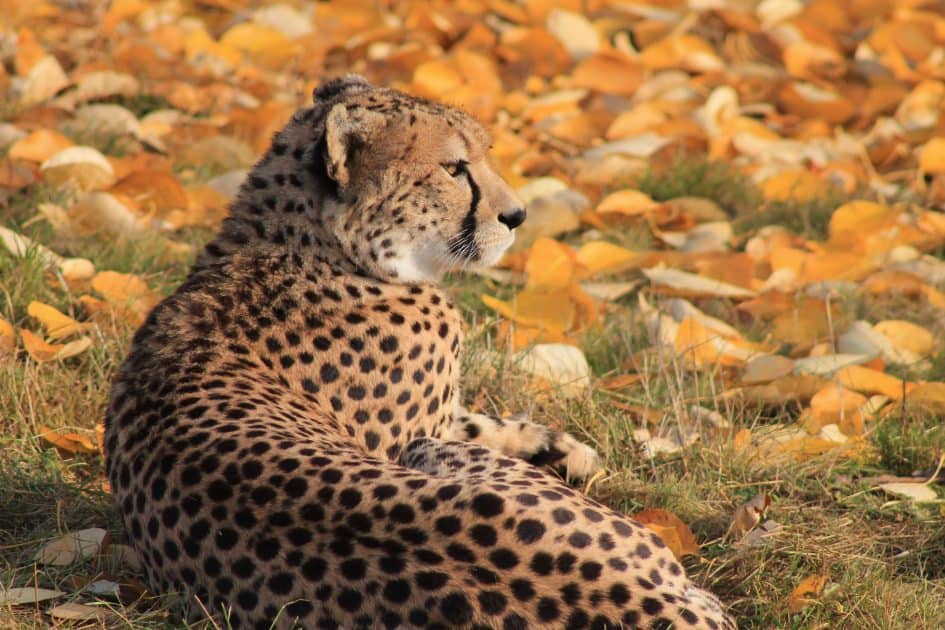 Gepard – Parken Zoo