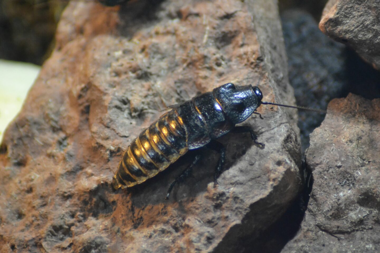 SPECIALVISNINGAR – Parken Zoo