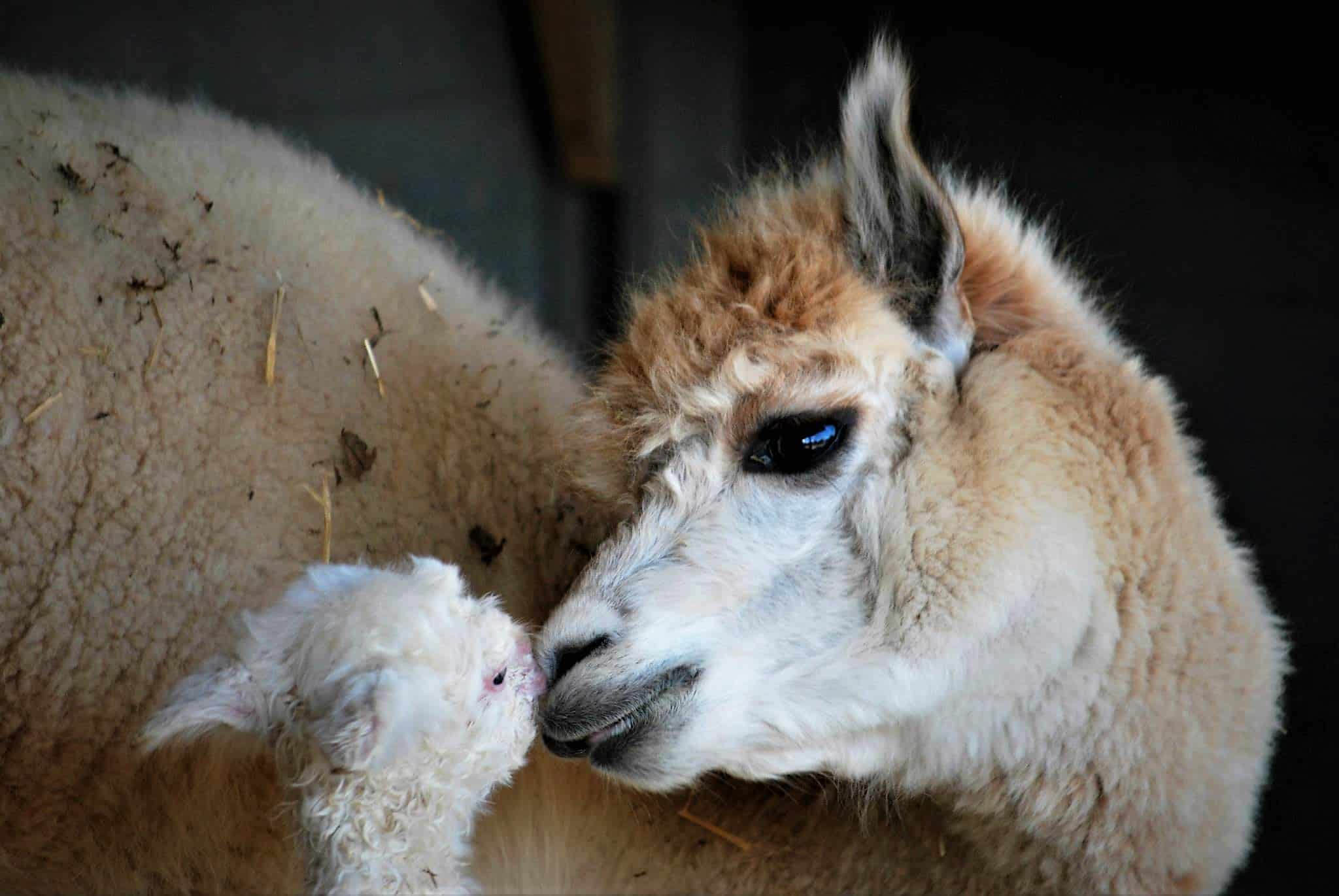 Alpacka – Parken Zoo