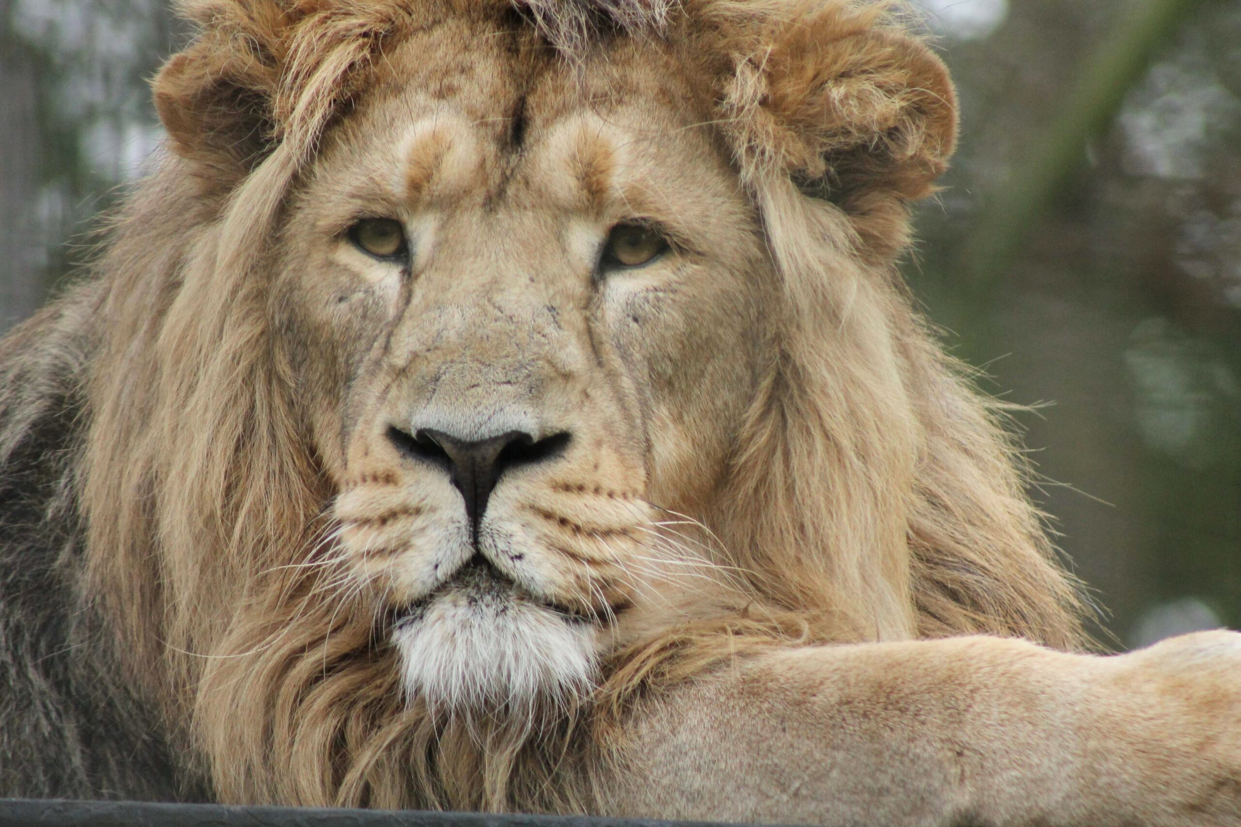 Asiatiskt lejon – Parken Zoo