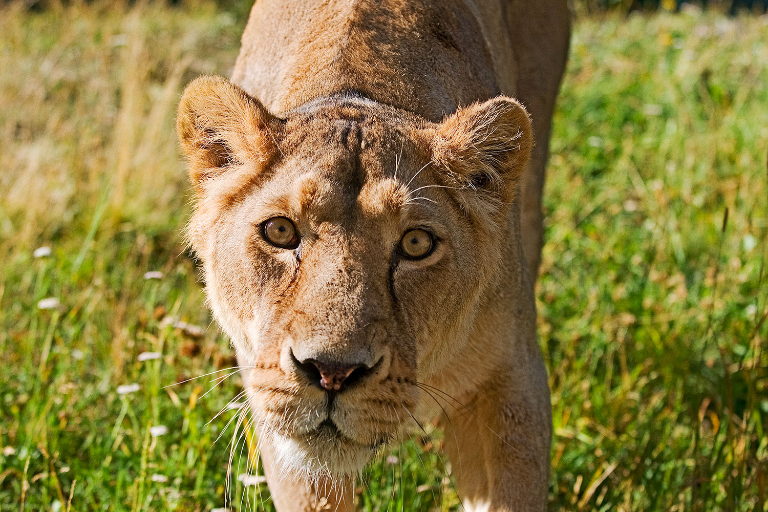 Asiatiskt lejon – Parken Zoo