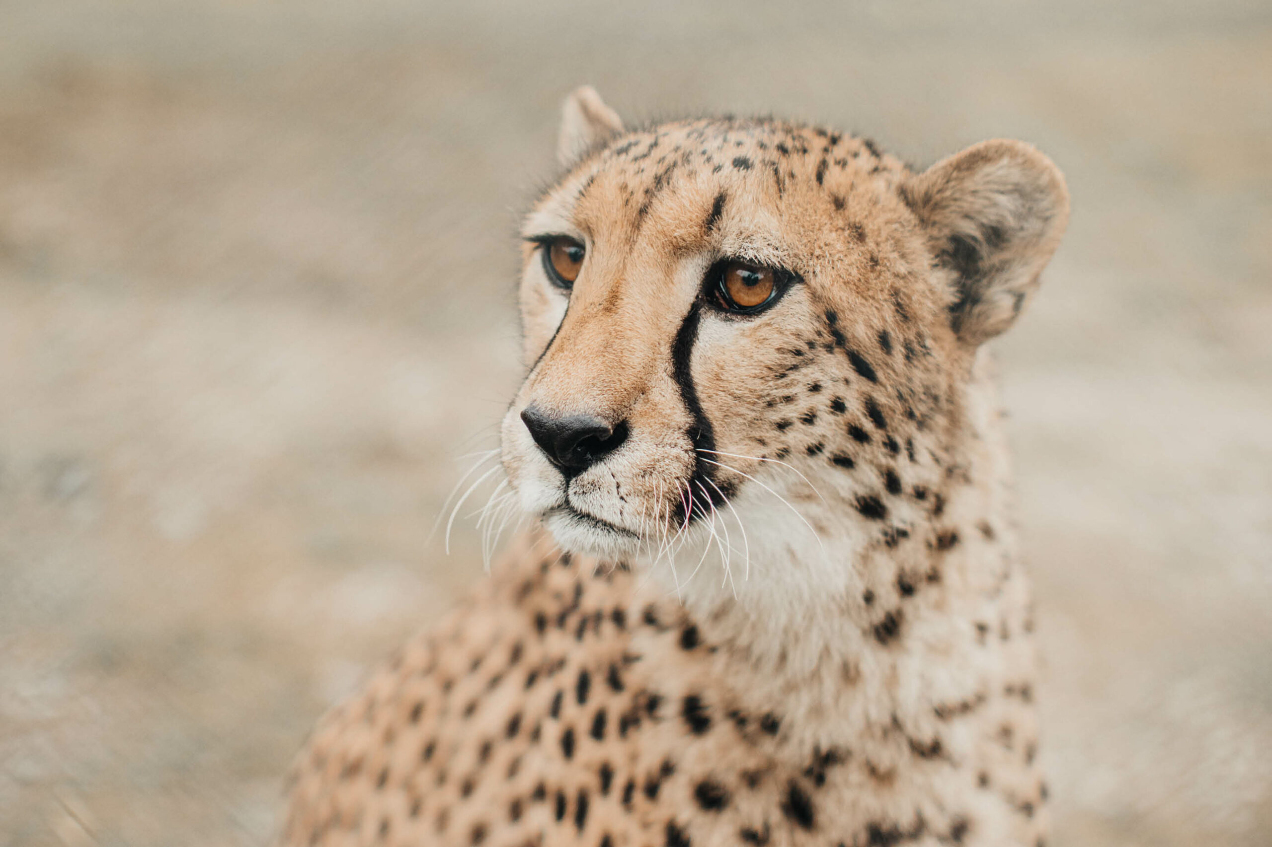 DJURVISNING GEPARD/LEOPARD – Parken Zoo