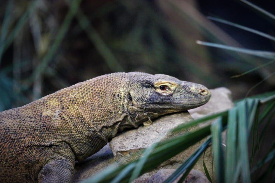 Komodovaran – Parken Zoo