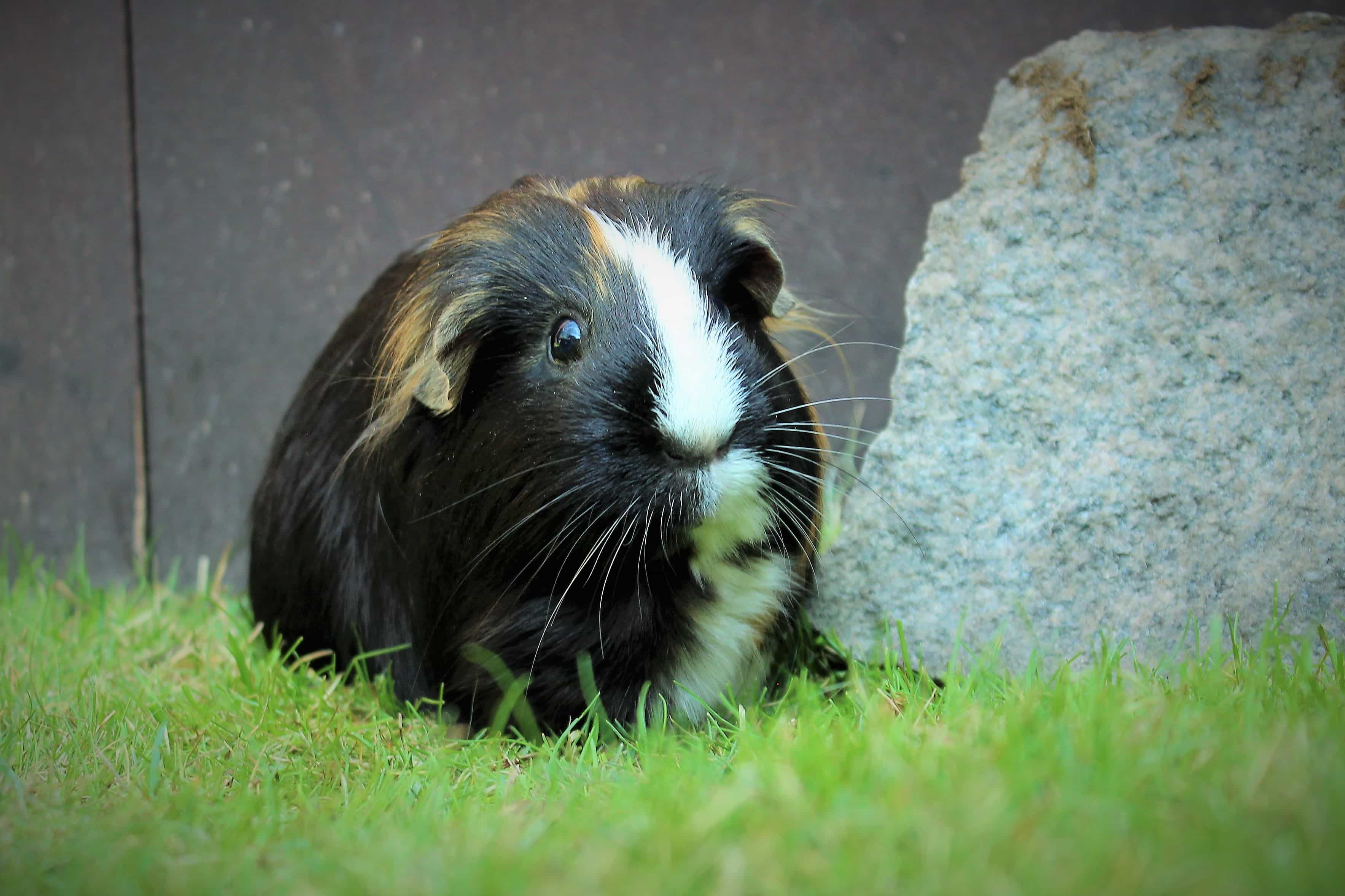 Marsvin – Parken Zoo