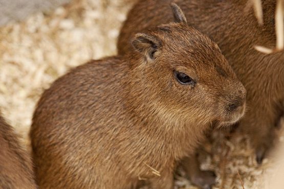 Kapybara – Parken Zoo
