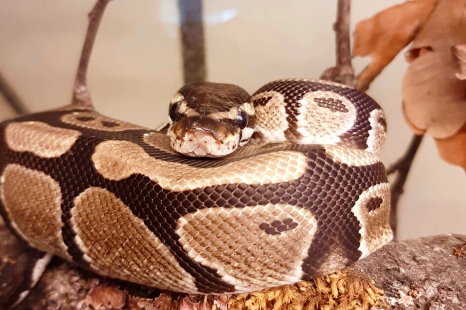Kungspyton – Parken Zoo