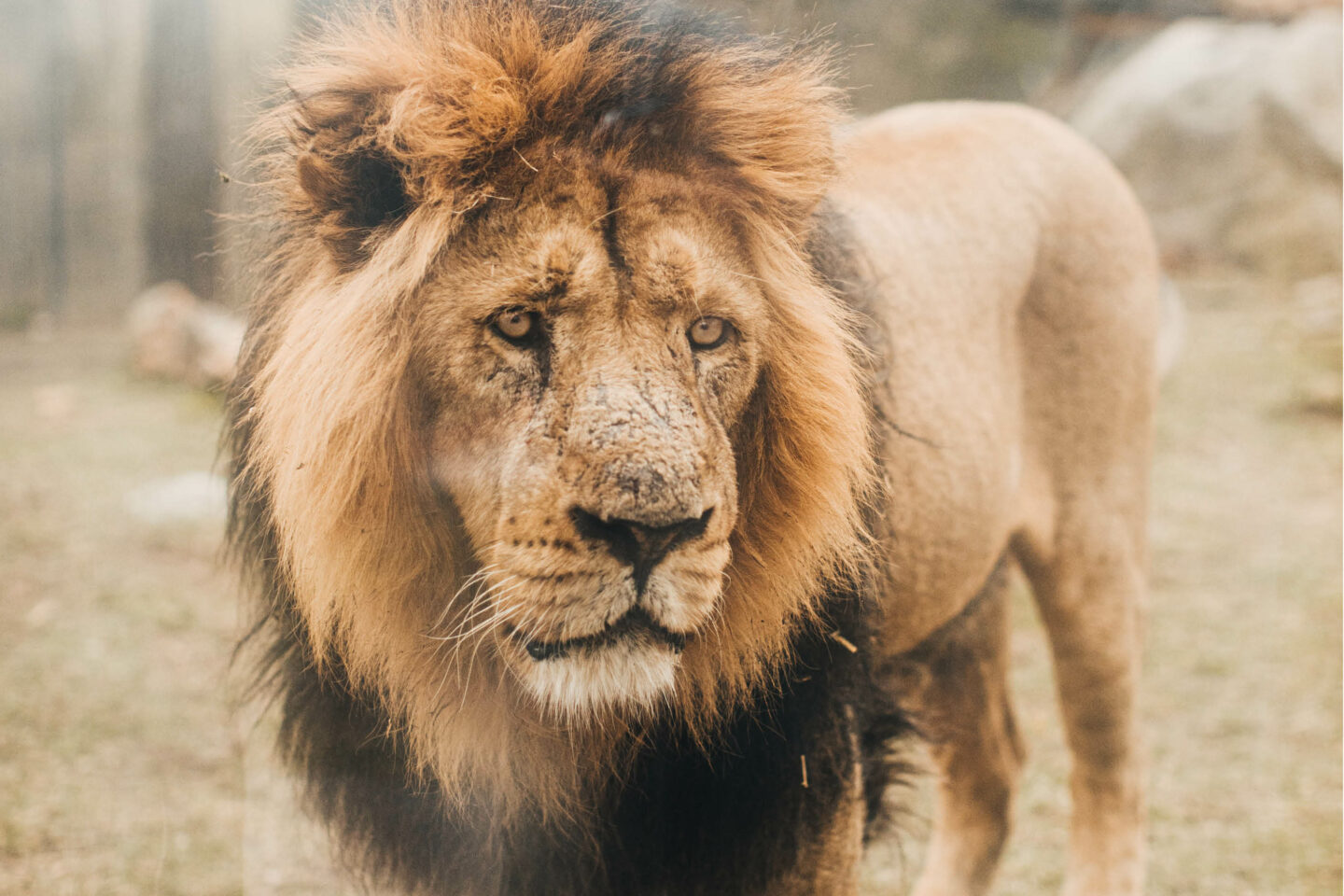 SPECIALVISNINGAR – Parken Zoo