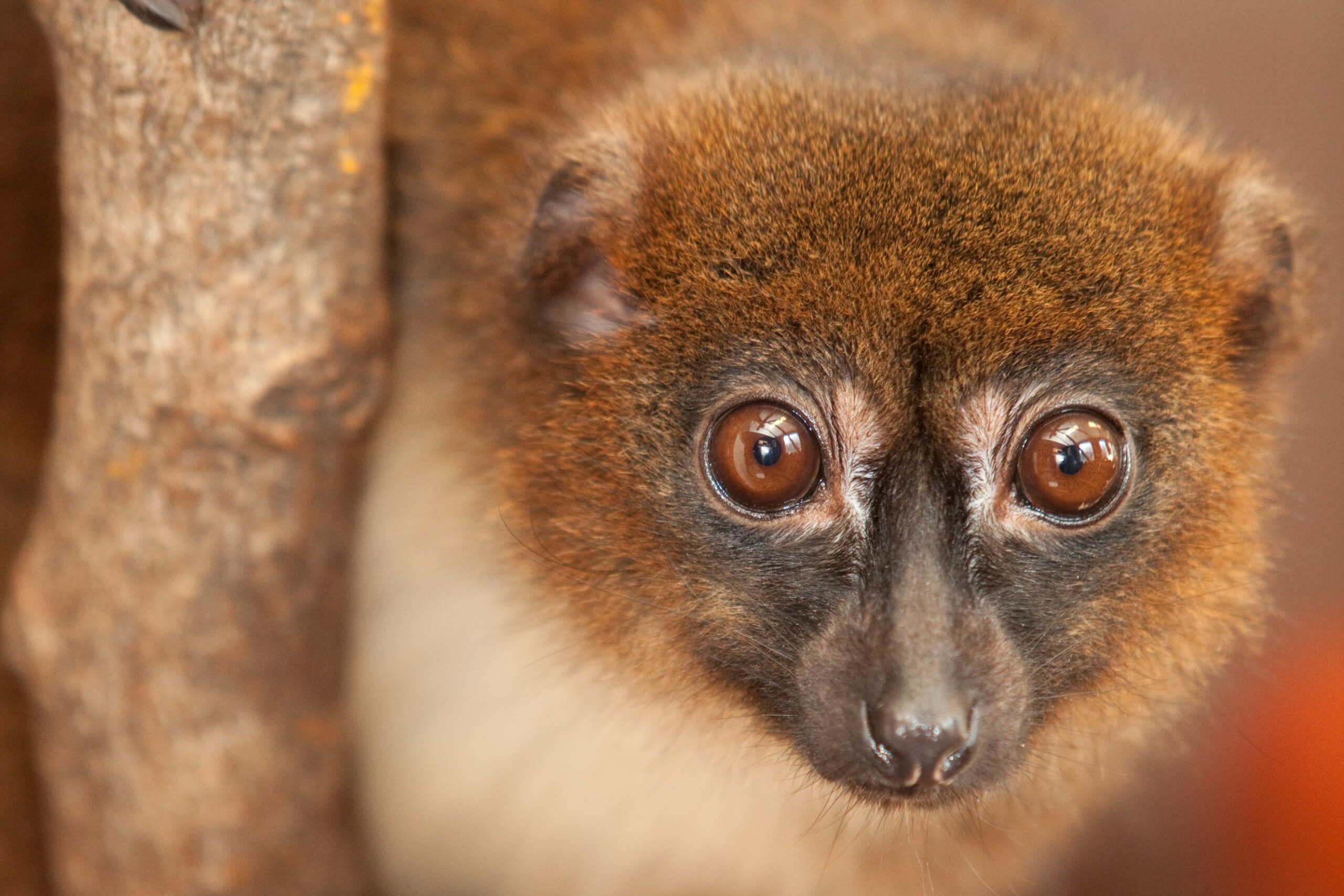 Rödbukad lemur – Parken Zoo
