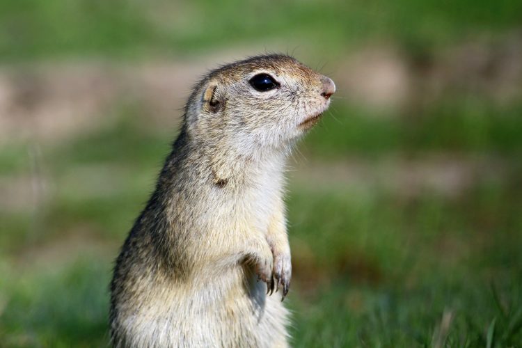 Djurparken – Parken Zoo