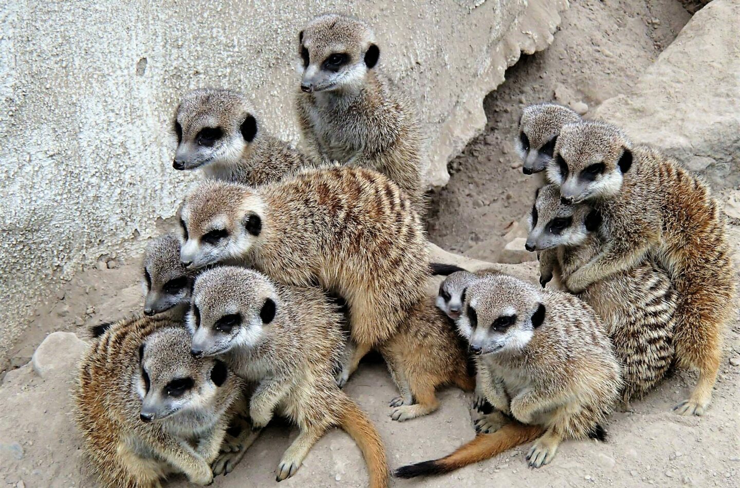 SPECIALVISNINGAR – Parken Zoo