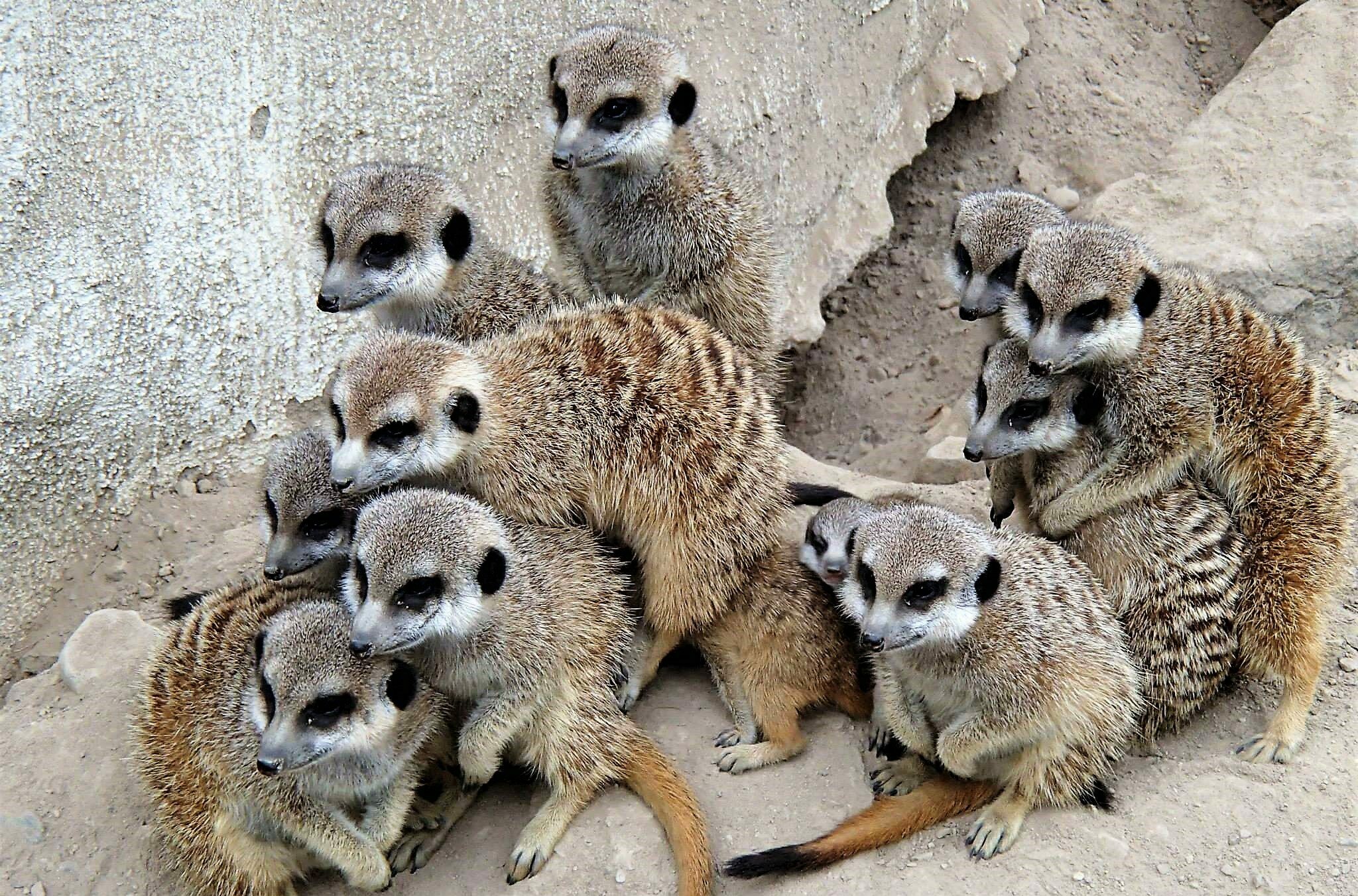 SPECIALVISNINGAR – Parken Zoo