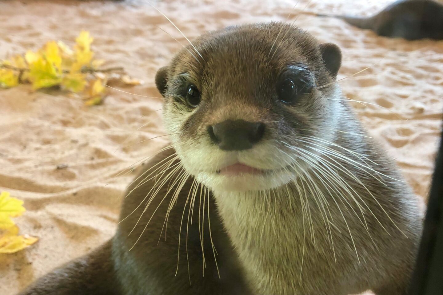 Asiatisk klolös utter – Parken Zoo